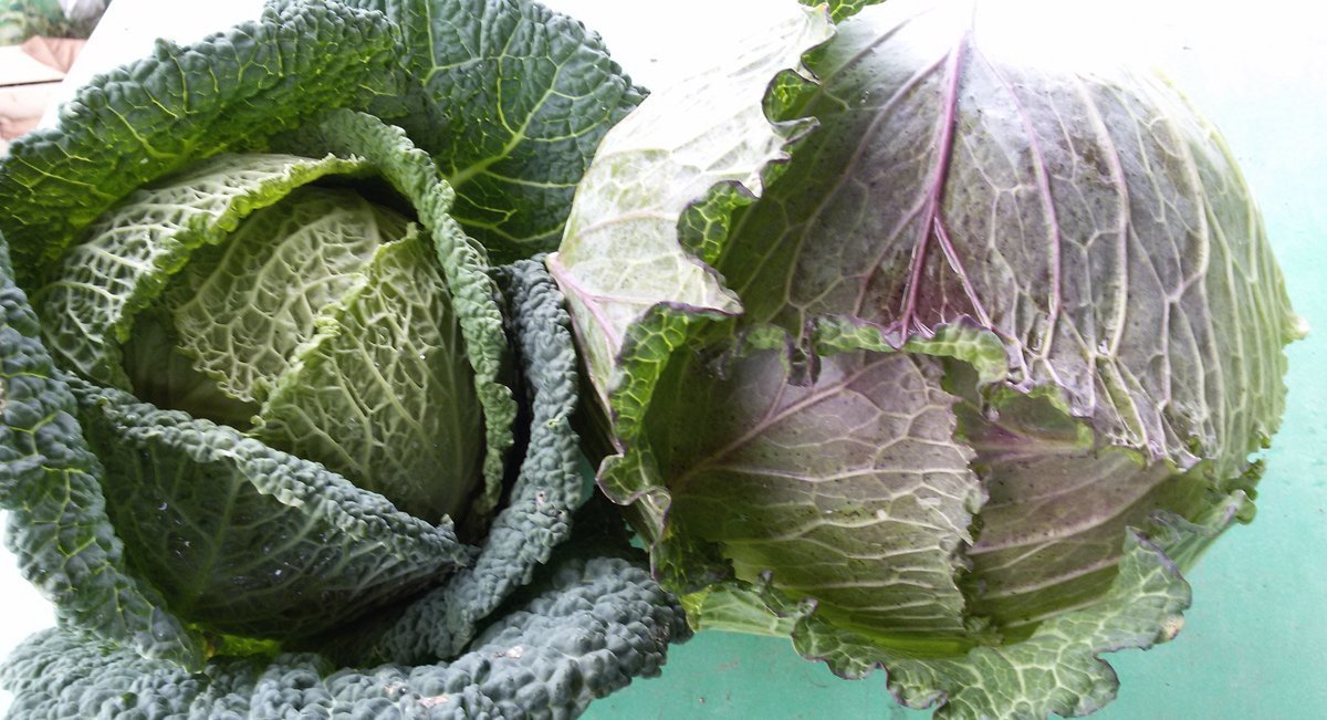 Prodotto Biologico: Verza verde e rossa veronese - CARESÀ