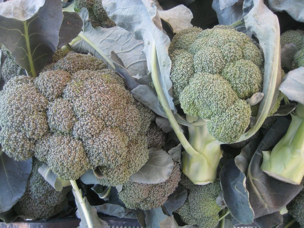 Prodotto Biologico: broccolo verde - CARESÀ