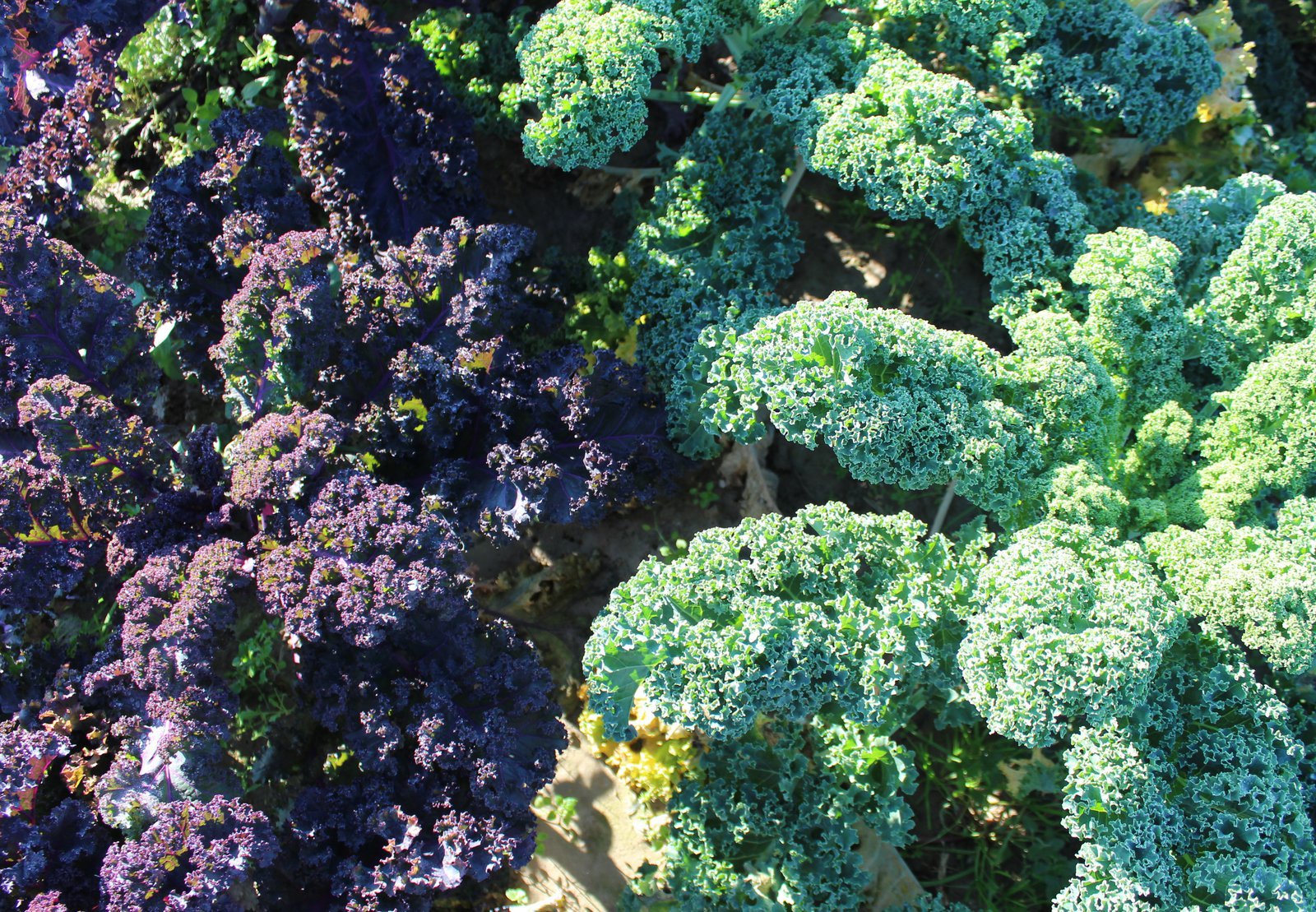 Prodotto Biologico: Cavolo riccio verde o rosso - CARESÀ