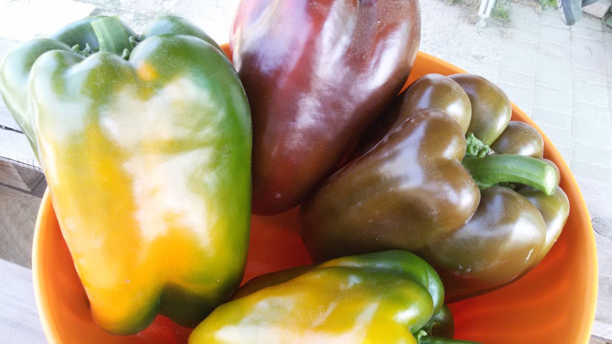 Prodotto Biologico: peperone quadrato rosso e giallo - CARESÀ