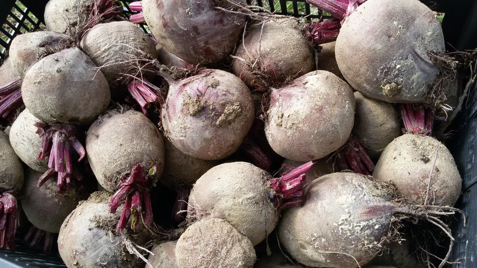 Prodotto Biologico: rapa rossa - CARESÀ